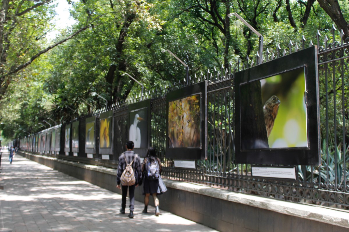 Inauguran en las rejas de Chapultepec la exposición “Fauna de la Ciudad ...