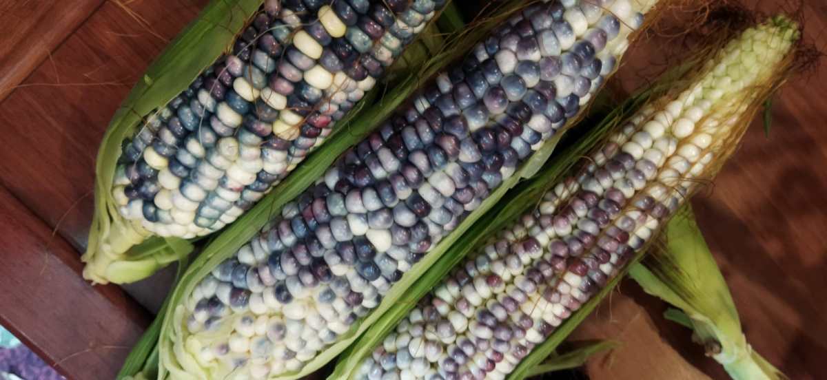Festival del Elote Azul Korhupo Anapu, en Michoacán – Expresión México