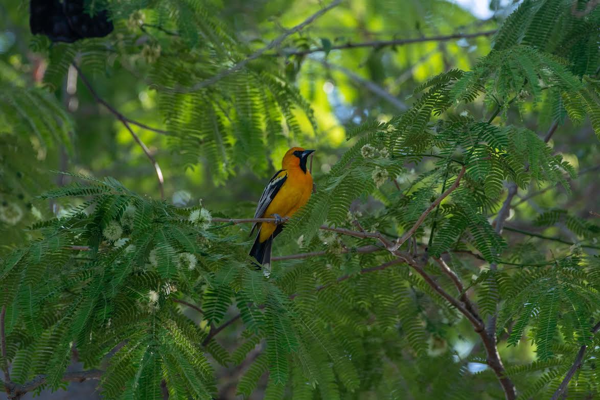 Colima Birding: ¡el paraíso de las aves en México, descúbrelo ...