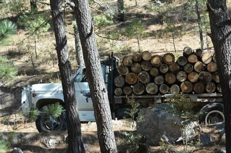 Confiscar madera clandestina no frena la tala, se requiere modernizar ...